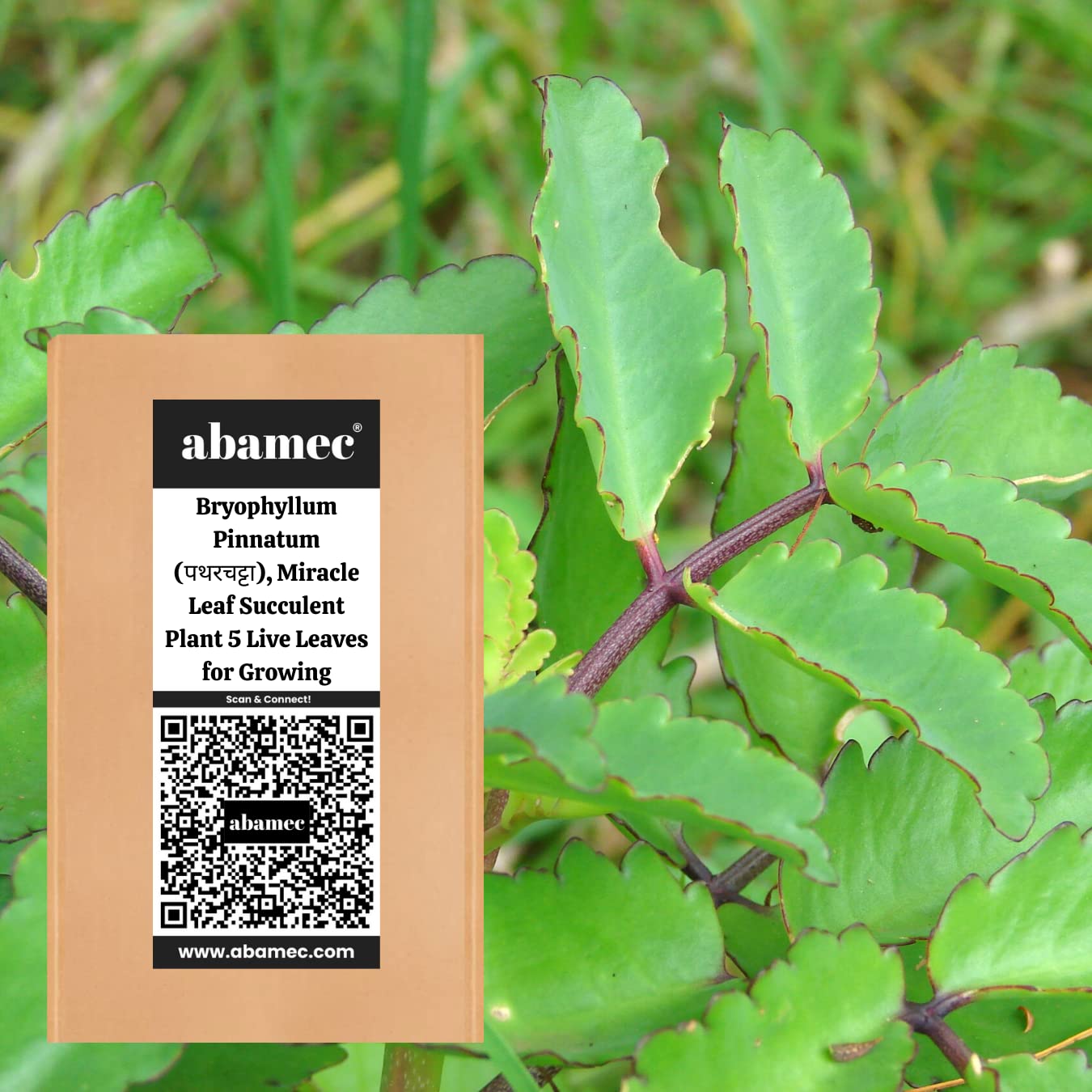 Miracle Leaf Succulent Plant (पथरचट्टा), Bryophyllum Pinnatum, Air ...