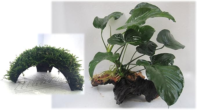 Troncos para acuarios. Un Tronco de Mopani con Anubia y Coco cueva con ...