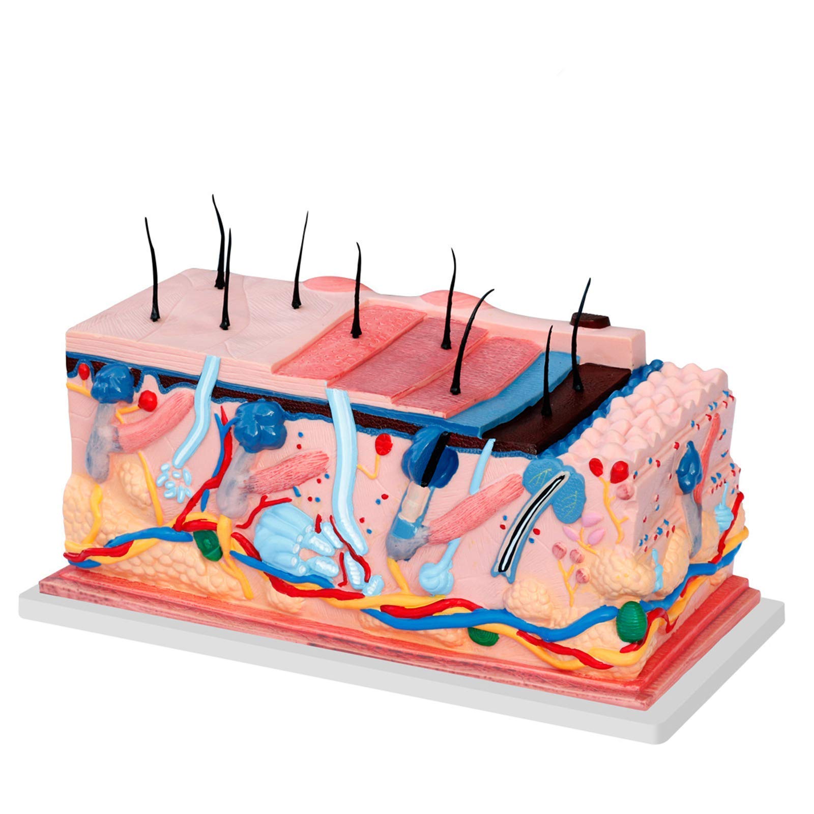 Large 3d Skin Model For Scientific Medical Education Models Anatomy ...