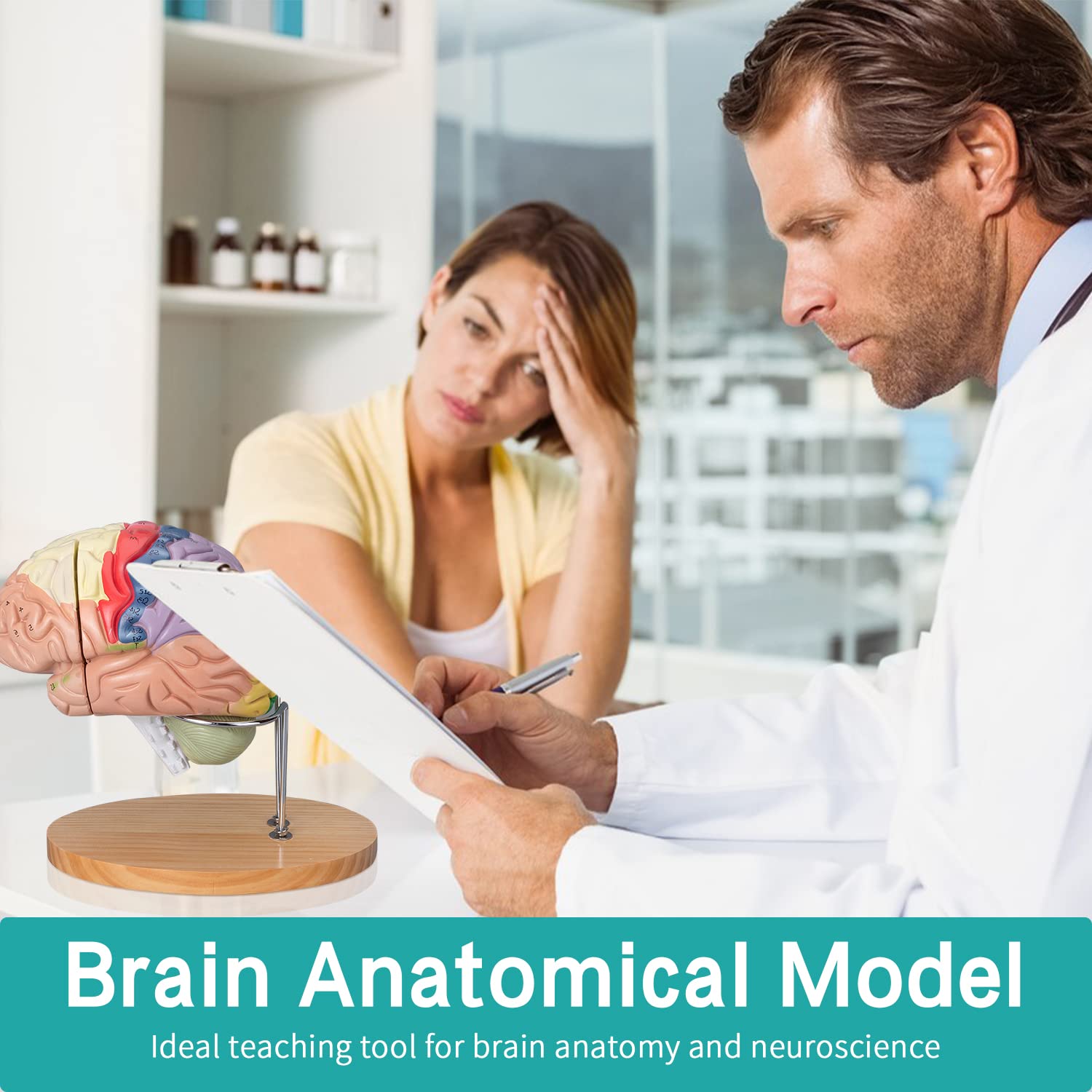 Snapklik.com : Human Brain Model Anatomy & Display Stand Life Size ...
