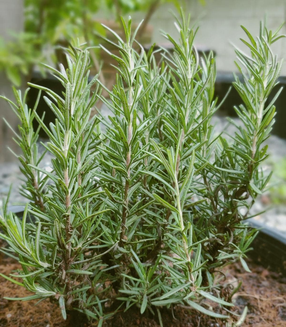 Amazon.com : Earthcare Seeds Rosemary 50 Seeds (Rosmarinus officinalis ...