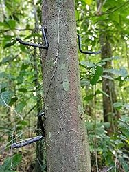 Amazon.com: 4 inch Screw-in Tree Steps for Hunting, Can Hold up to 705 ...