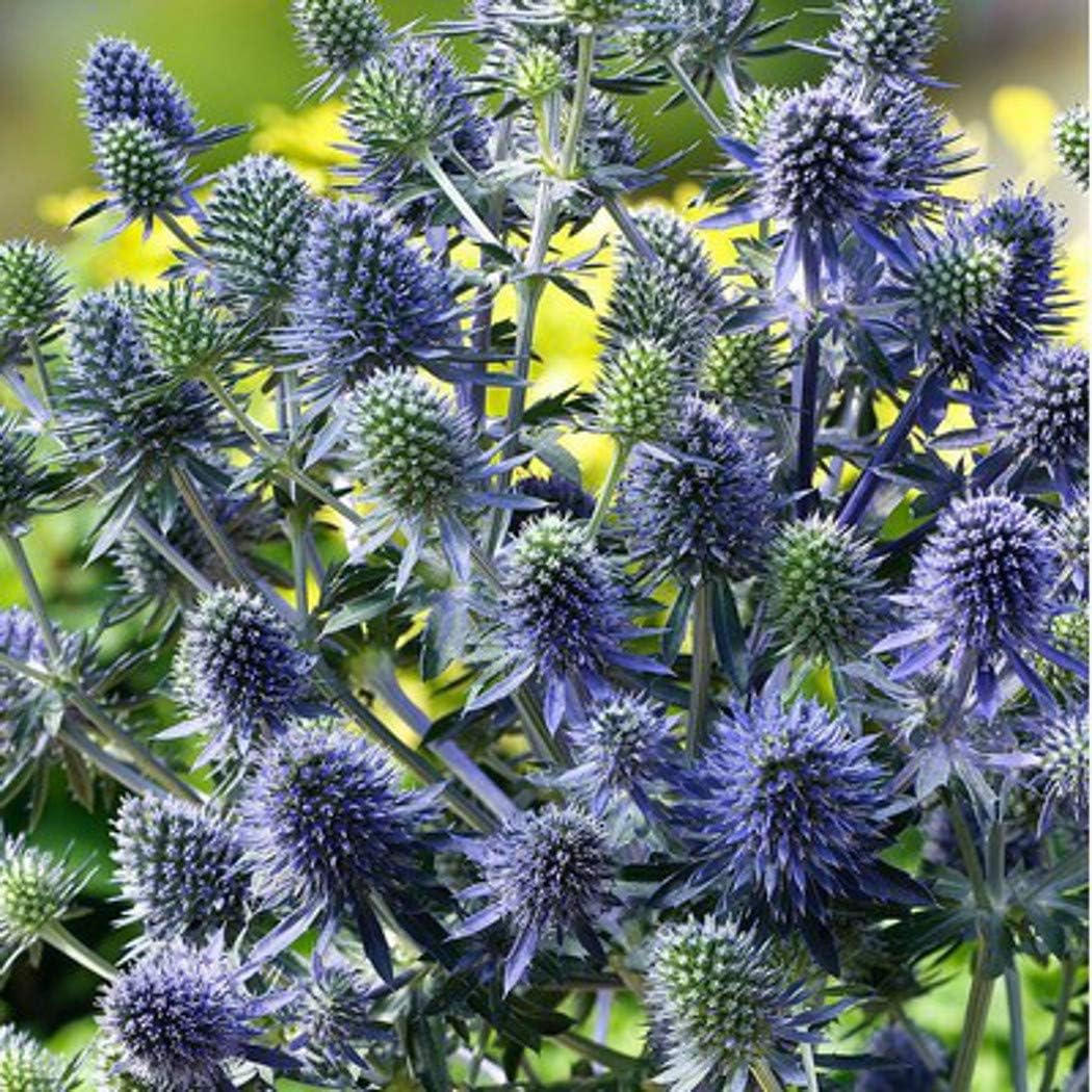 25 x Eryngium PLANUM Seeds - Blue Eryngo - Flat SEA Holly : Amazon.co ...