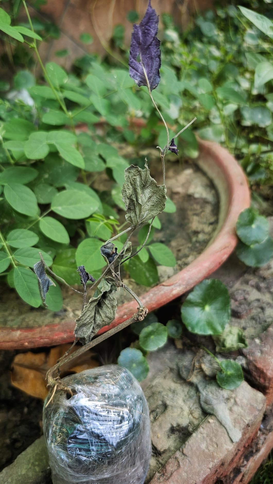 Hug A Plant | Murikootti | Muriyan Pacha | Red-Flame Ivy (Hemigraphis ...