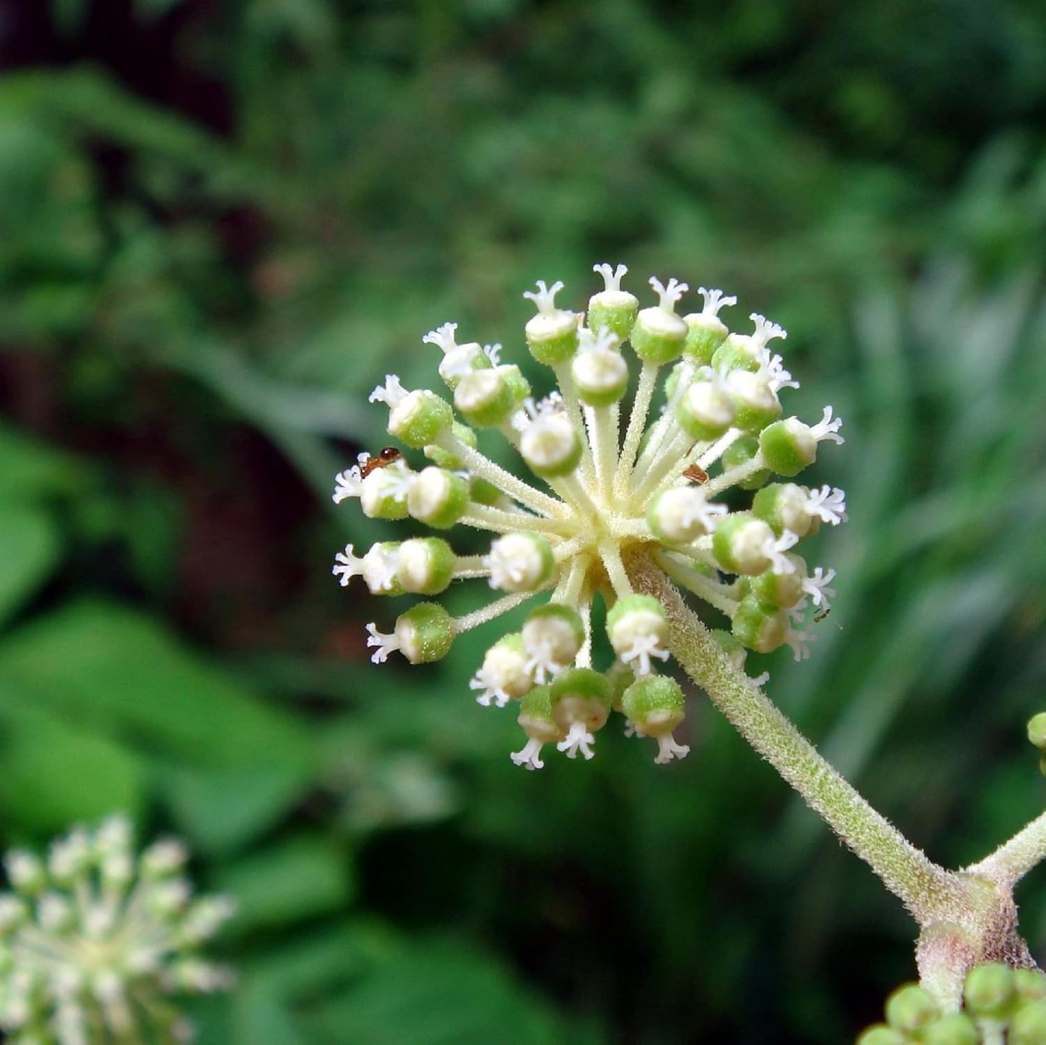 Amazon.com : CHUXAY GARDEN 10 Seeds Aralia Cordata,Japanese Spikenard ...