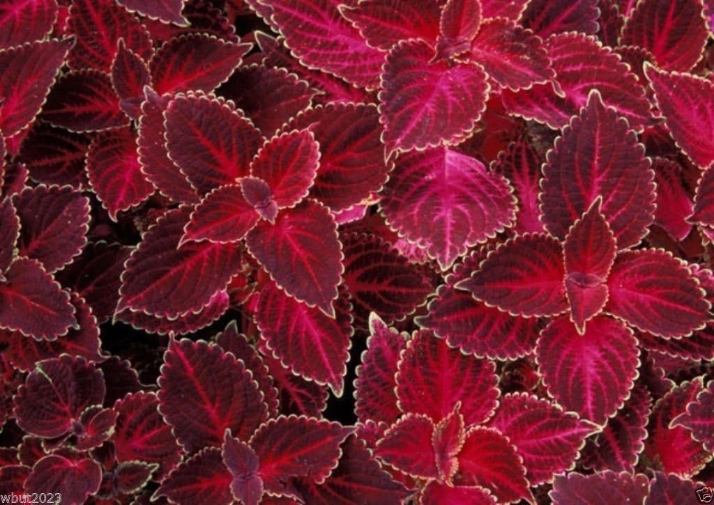 Coleus Seeds - Velvet Red,very Showy,Easy To Grow,Shade Loving Plant ...