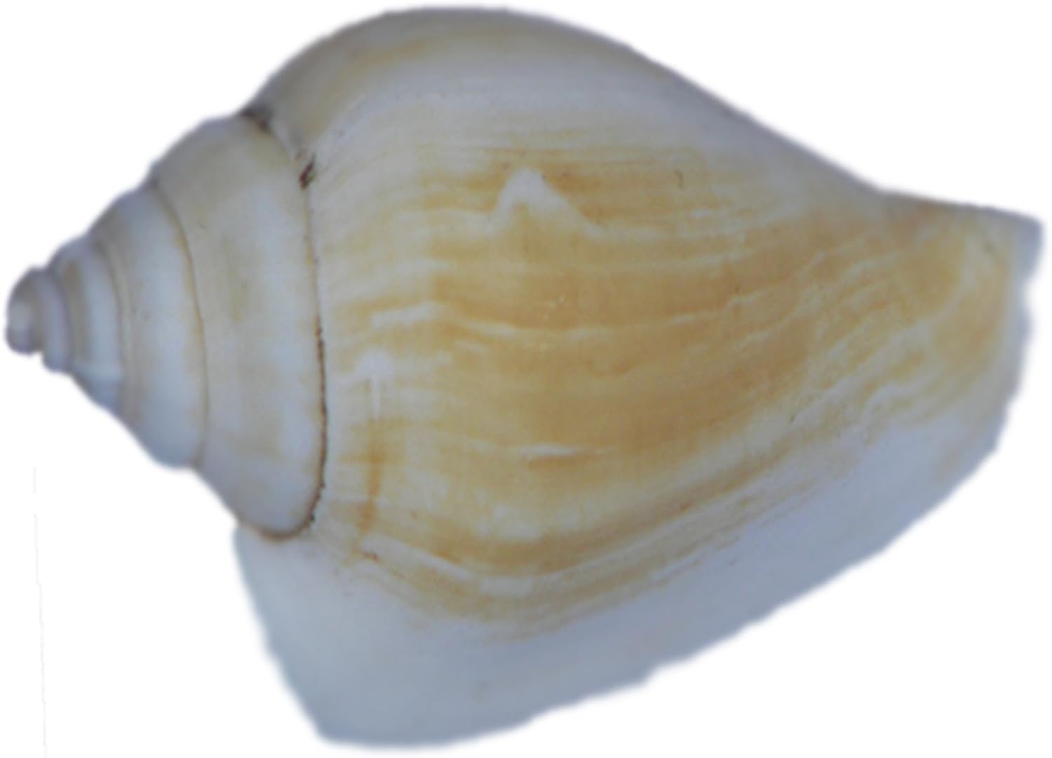 Amazon.com: Dog-knobbed conch : Musical Instruments