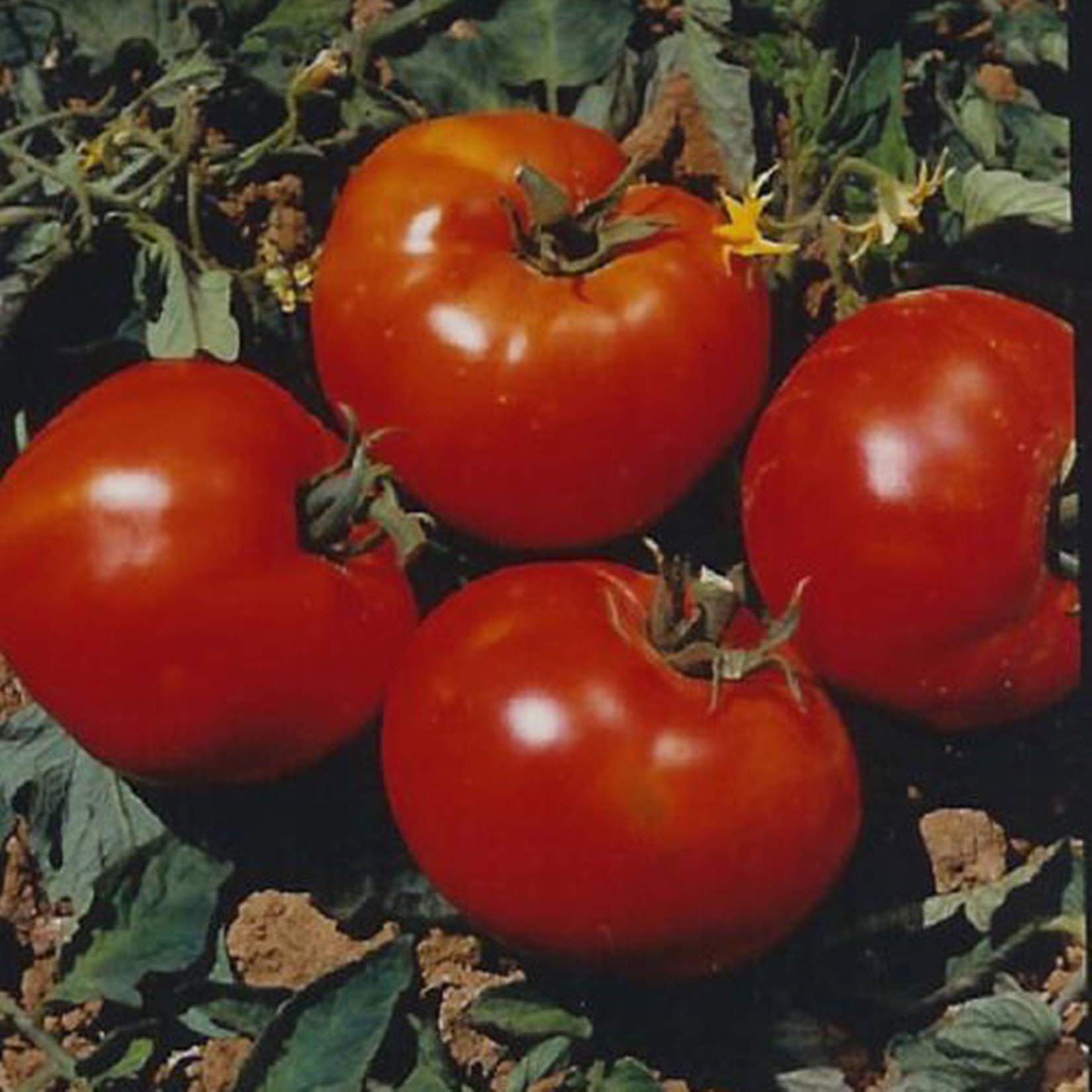 Amazon.com : Ohio Heirloom Abe Lincoln Tomato Seeds for Planting ...