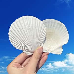 Amazon.com: LUCKY BABY 16pcs Scallop Shells White Natural Sea Shells ...