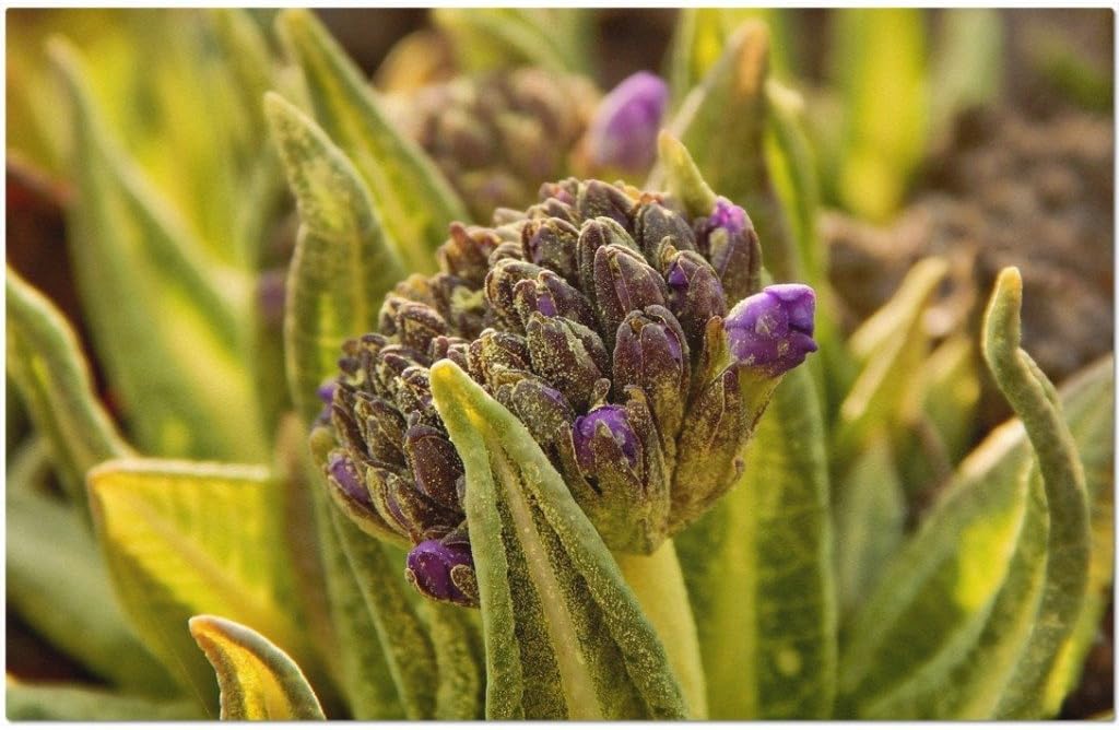 Amazon.com: Paper Rose Cottage Set of 4 Flowers Placemats 11 x 17 ...