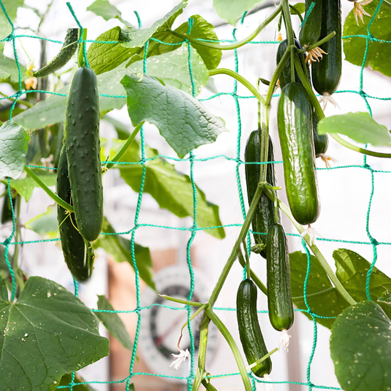 Plantas De Pepino Enrejado Enrejado De Pepino De Jardín Enrejado De