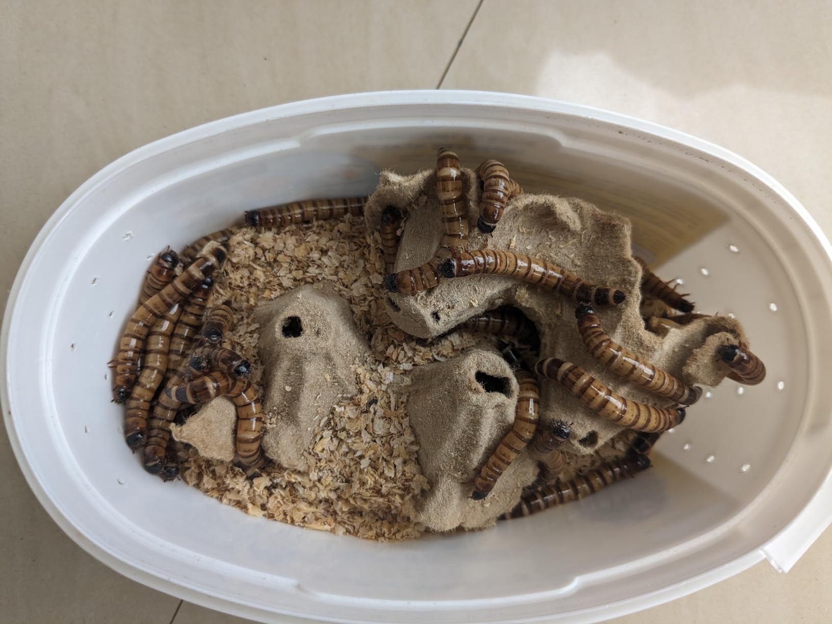 Pro-Meal Live Larvae Big Size Superworms - Hight Protien Treat Food for Aquarium Fishes Of All ...