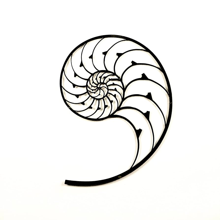 Fibonacci Sequence In Shells Diagram