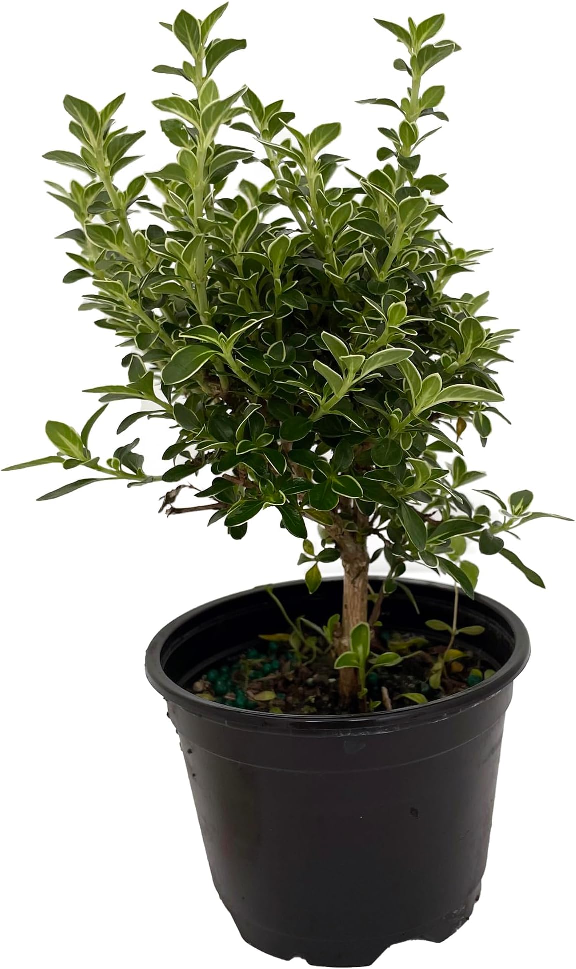 Amazon.com : Seiju Dwarf Chinese Elm - Ulmus parvifolia - 2.5" Pot ...