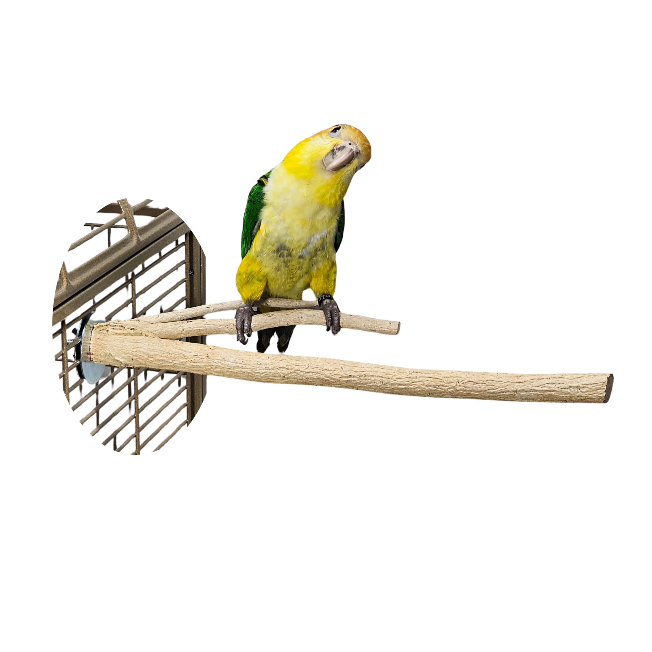 Birds Love Bottlebrush Wood Bird Perches For Parakeets Lovebirds ...