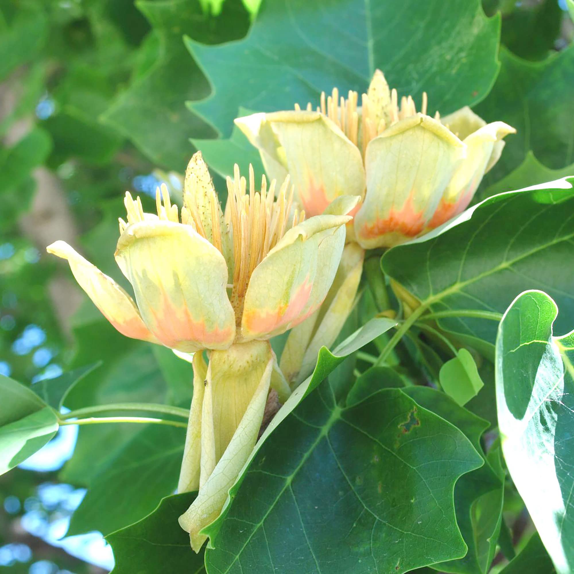 Tulip Poplar Flower