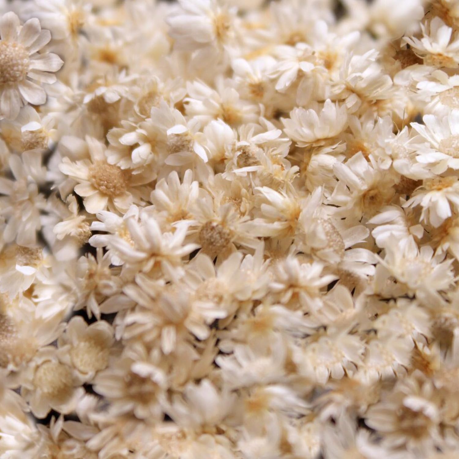 Amazon.com: Dried Natural Mini Flowers 170+ Pcs Multi Color or Beige ...