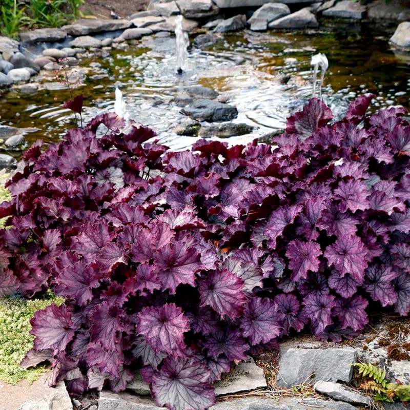 Amazon.com : Pack 4 Live Purple Heuchera Plants, Perennial Coral Bells ...