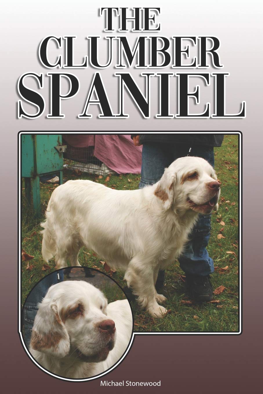 How Much Should It Cost To Care For A Clumber Spaniel