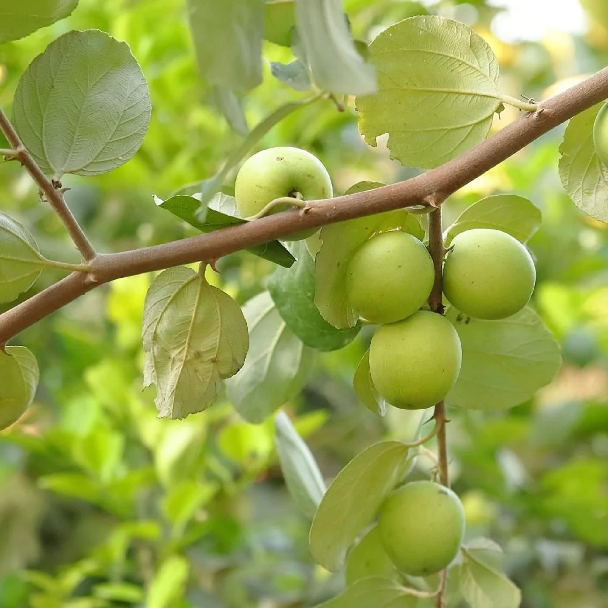 Arvore Ziziphus Mauritiana