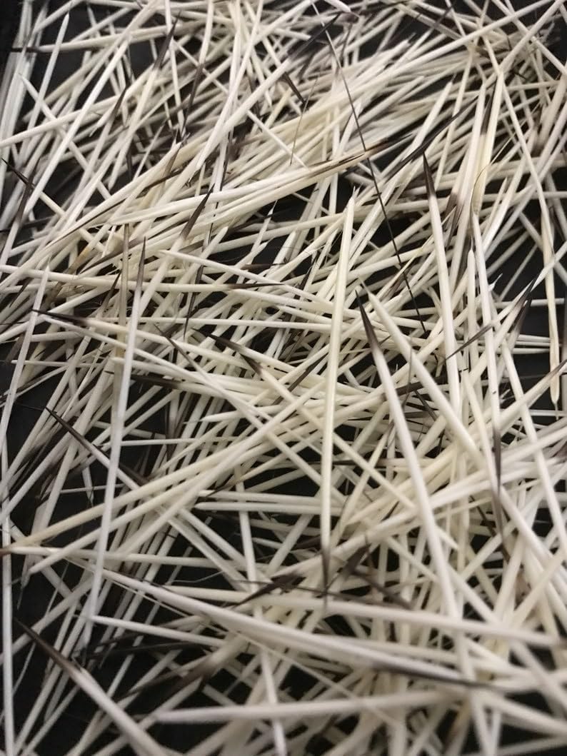 Amazon.com: 50pcs,1.5-2 inches Long,Porcupine Quills,for Arts and Crafts