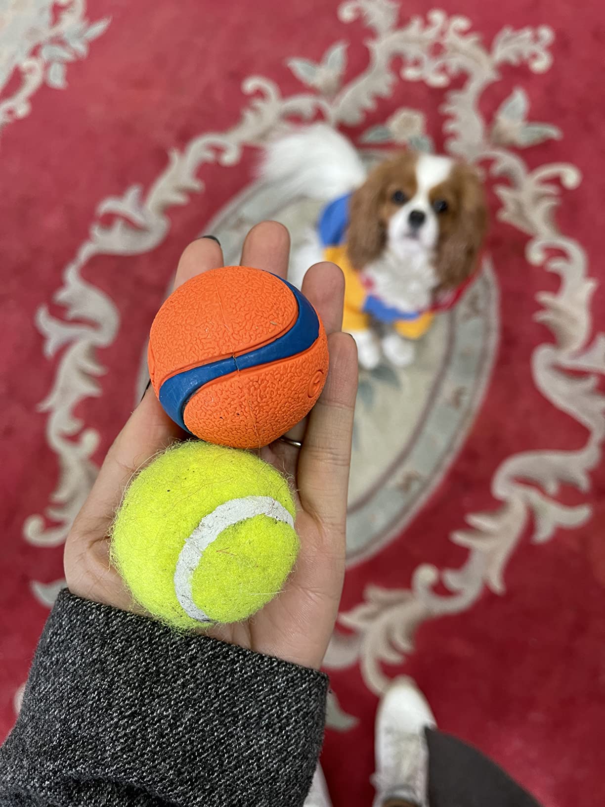 Hyper Fetch Mini Dog Ball Thrower - Small Interactive Pet Toy Launcher ...