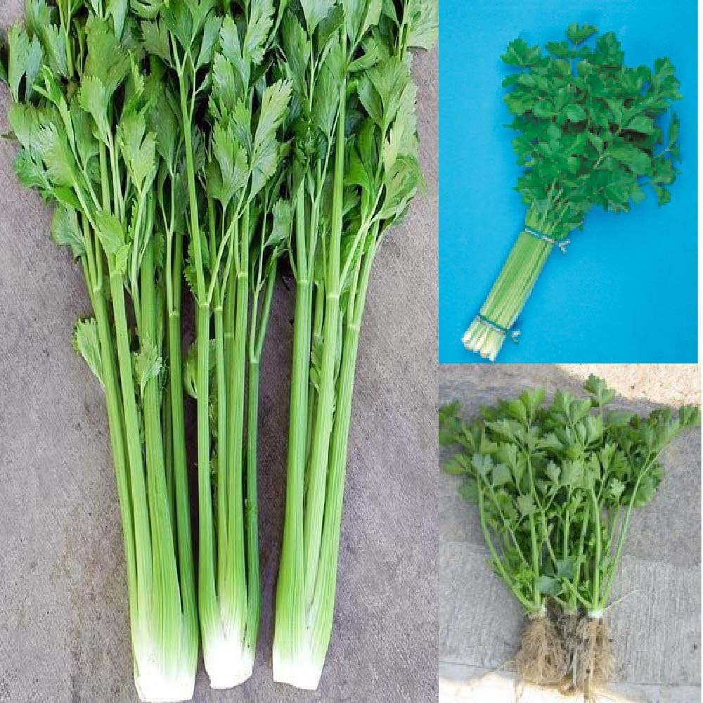 Amazon.com : IB Prosperity Chinese Celery 500mg Seeds, Kintsai Dark ...