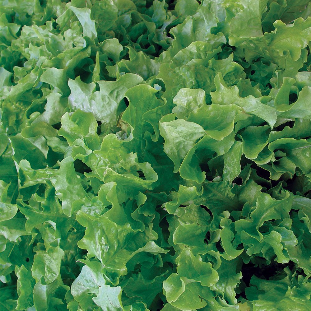 Amazon.com: Burpee Salad Bowl Lettuce Seeds 1500 seeds : Everything Else