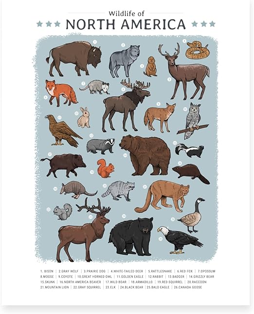 Amazon.com: Wildlife of North America - Educational Wall Art Poster for ...