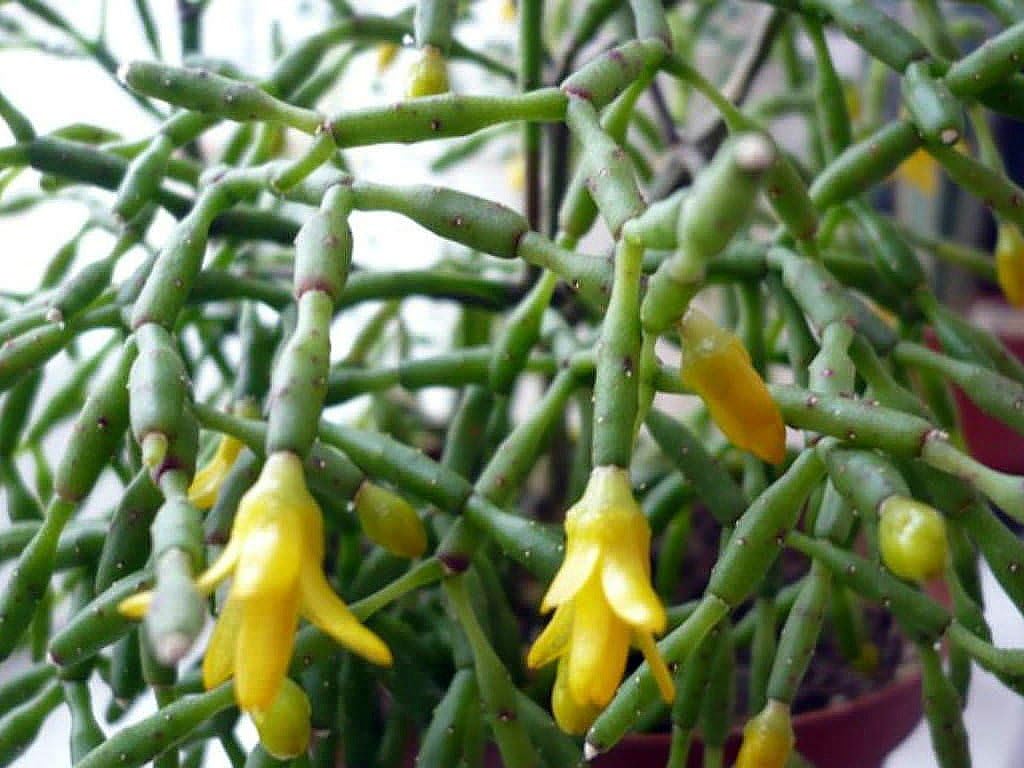 Amazon.com : Spice Cactus Plant - Rhipsalis salicornioides - 2.5" Pot ...