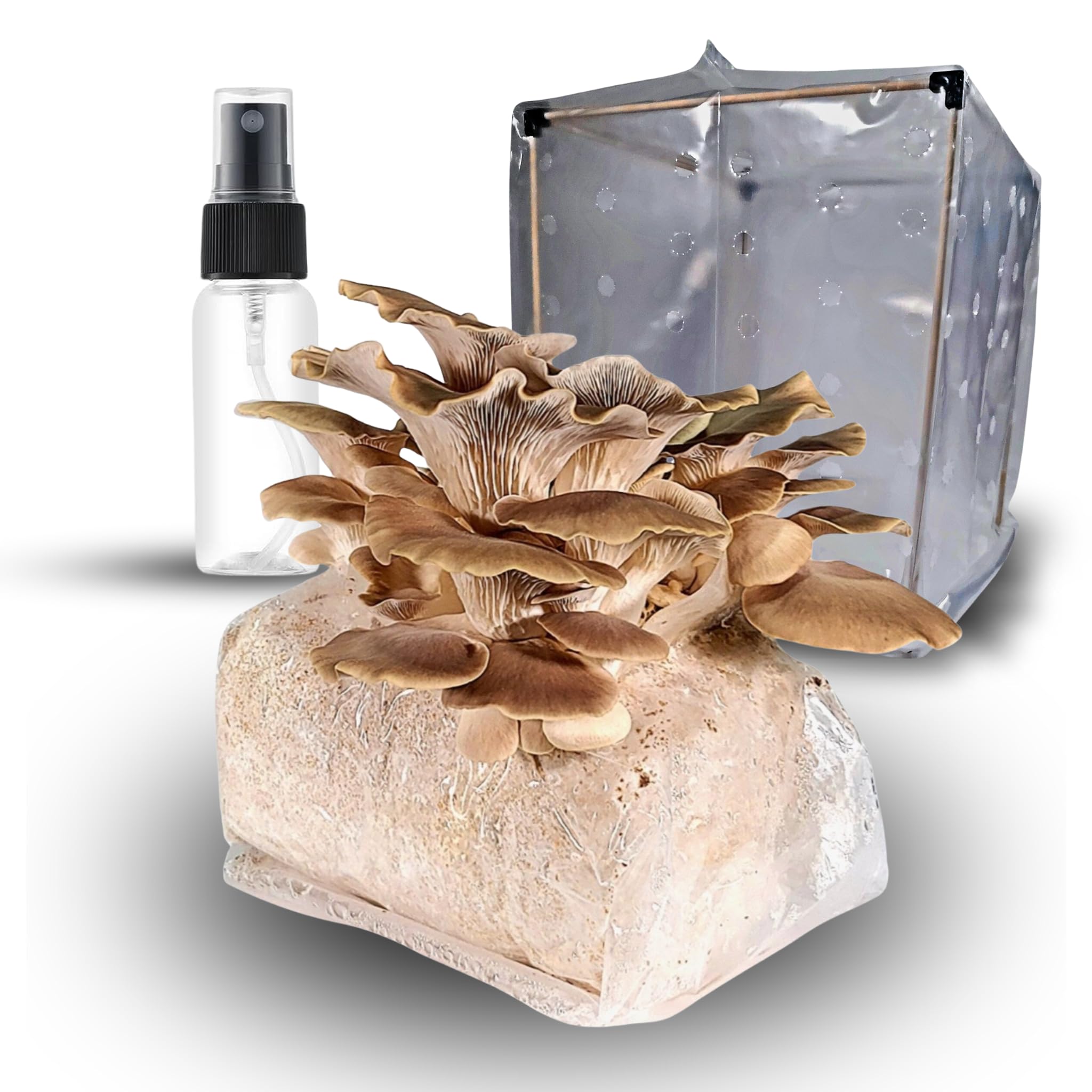 Semillas Setas Kit De Cultivo De Hongos STARTER - Honngofungishop ...