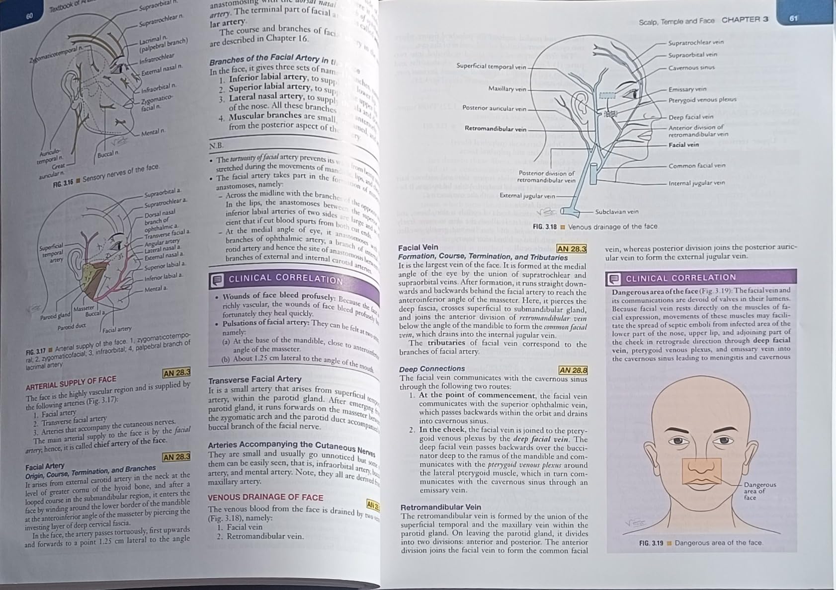Textbook of Anatomy: Head, Neck and Brain