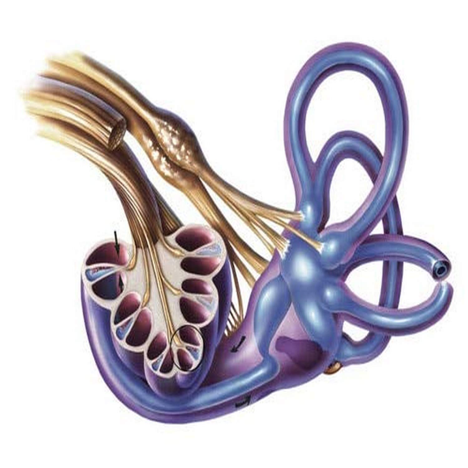 Vestibulocochlear Nerve Model
