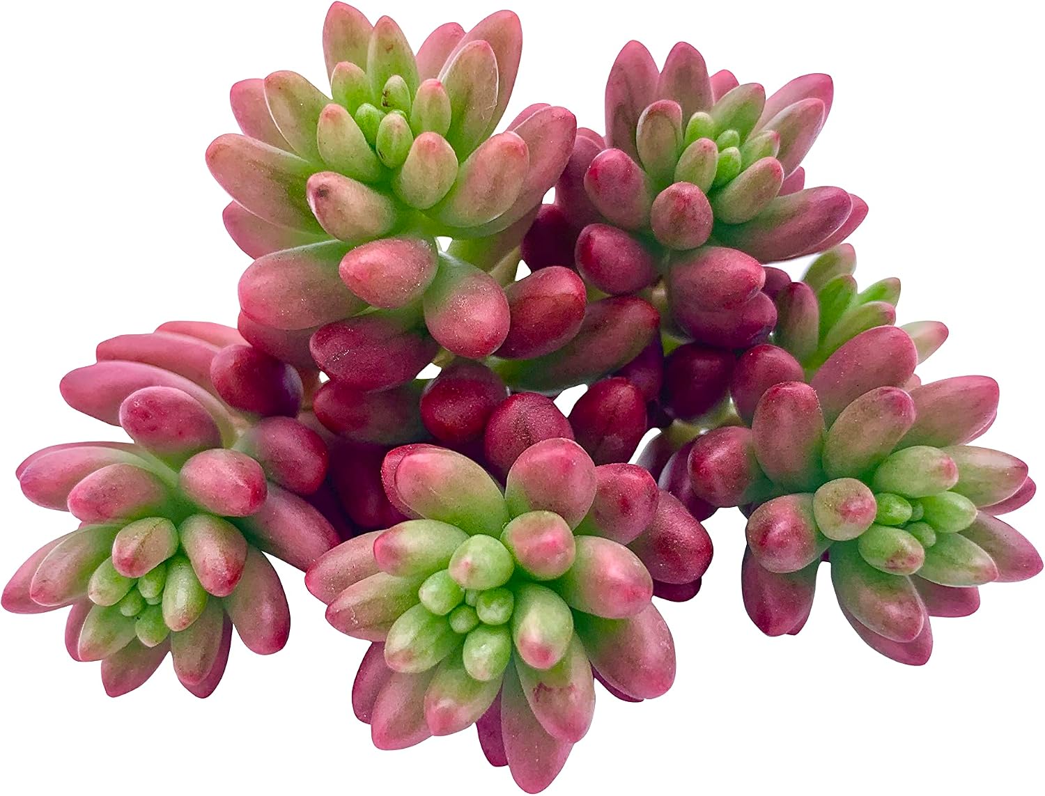 Amazon.com : The Succulent Cult Live Succulent Cuttings (3 Sedum ...