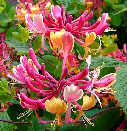 Amazon.com : Pink Honeysuckle Seeds 200 Count Fragrant L. hispidula ...