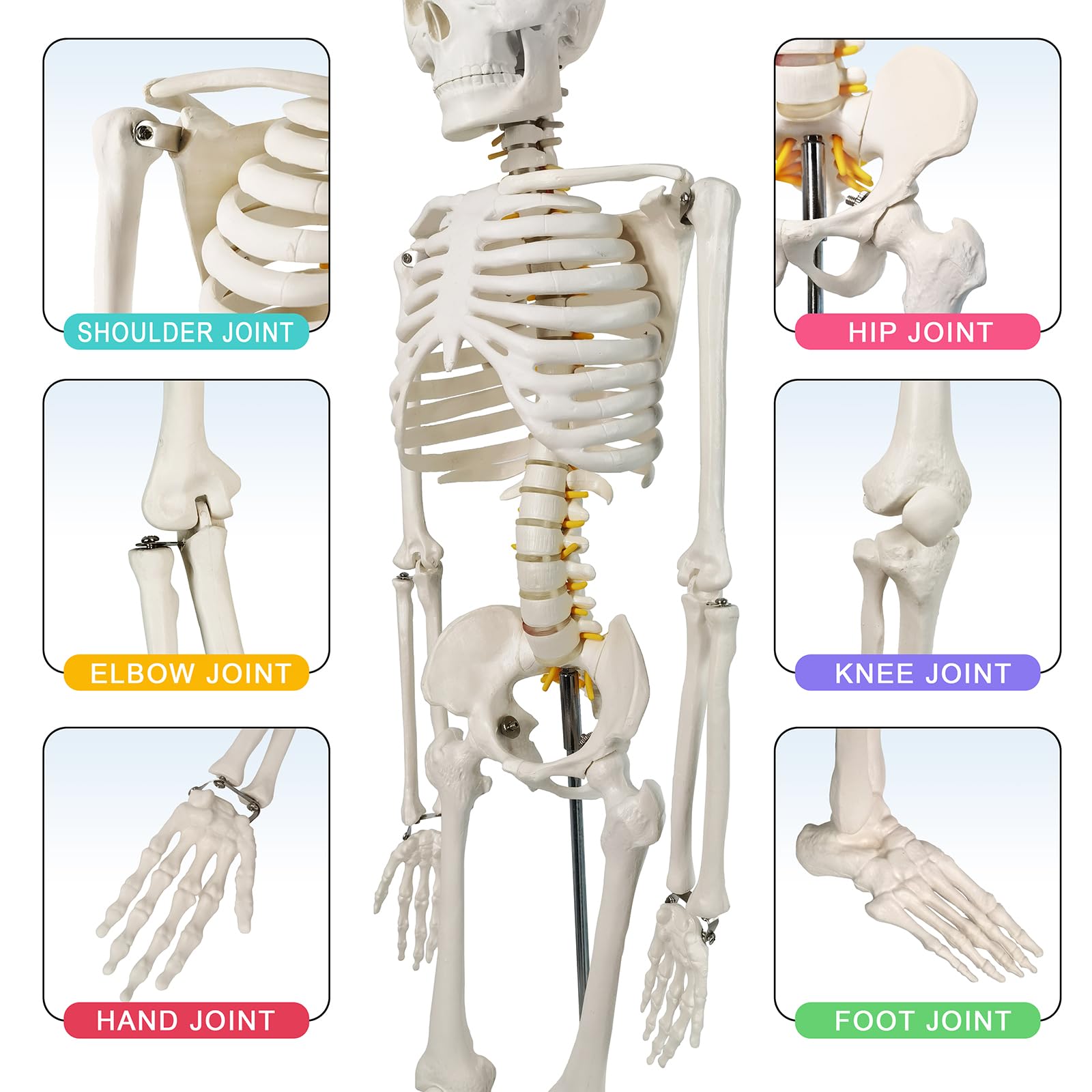 Anatomical Skeleton Skeleton Model Human Anatomy Model Human For ...
