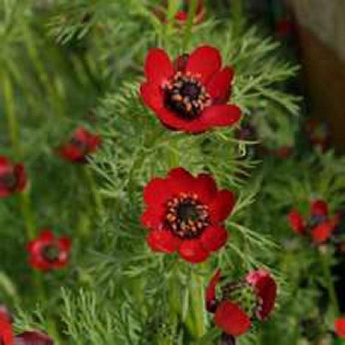 Amazon.com : Adonis Aestivalis-Summer Pheasant's Eye - 50 Seeds : Patio ...