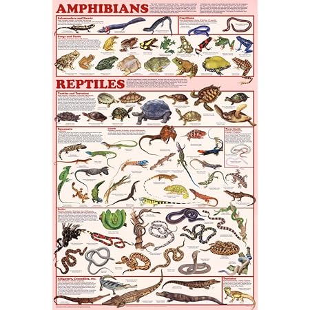 Amazon.com: Amphibians & Reptiles Poster 24x36: Prints: Posters & Prints