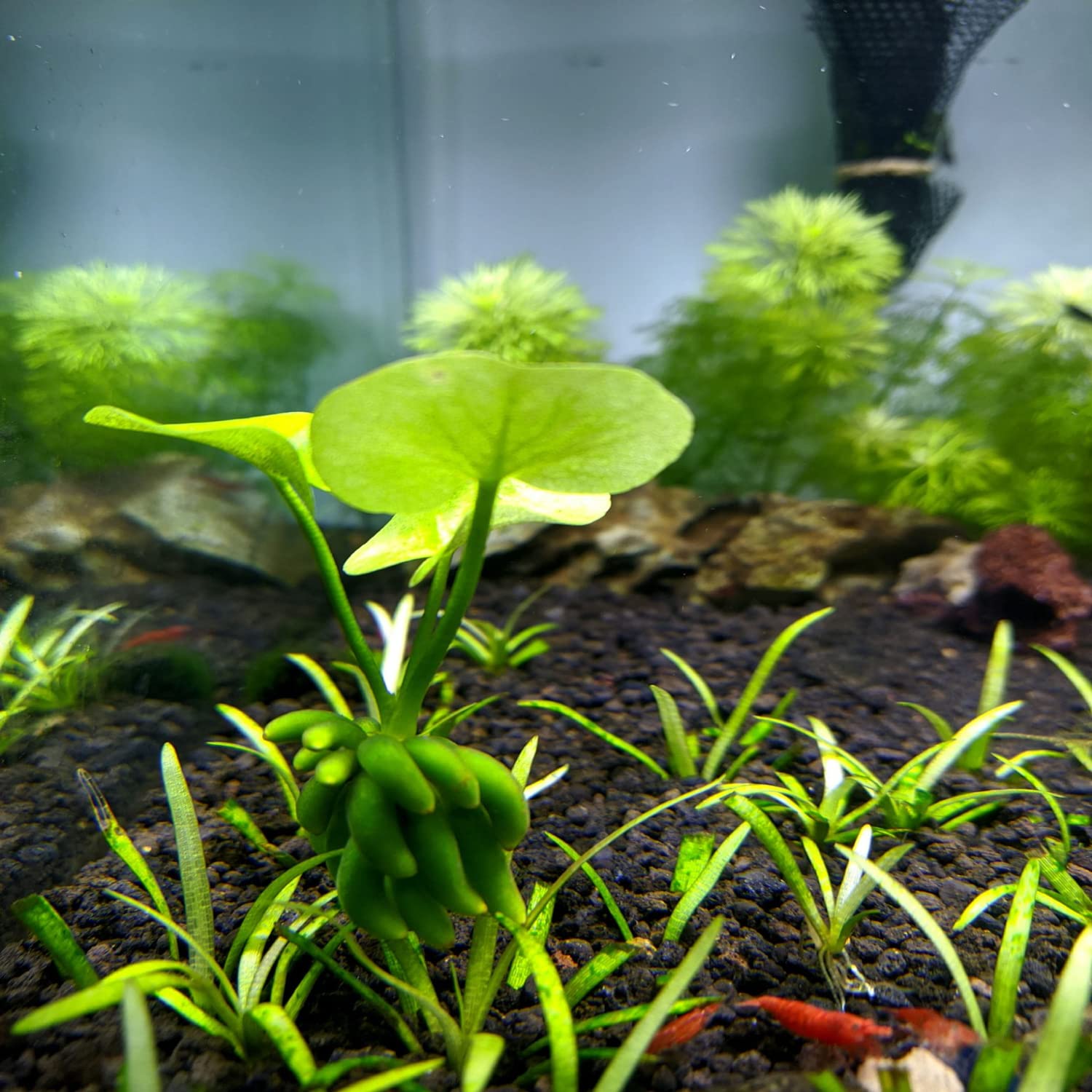 Banana Plant Aquarium