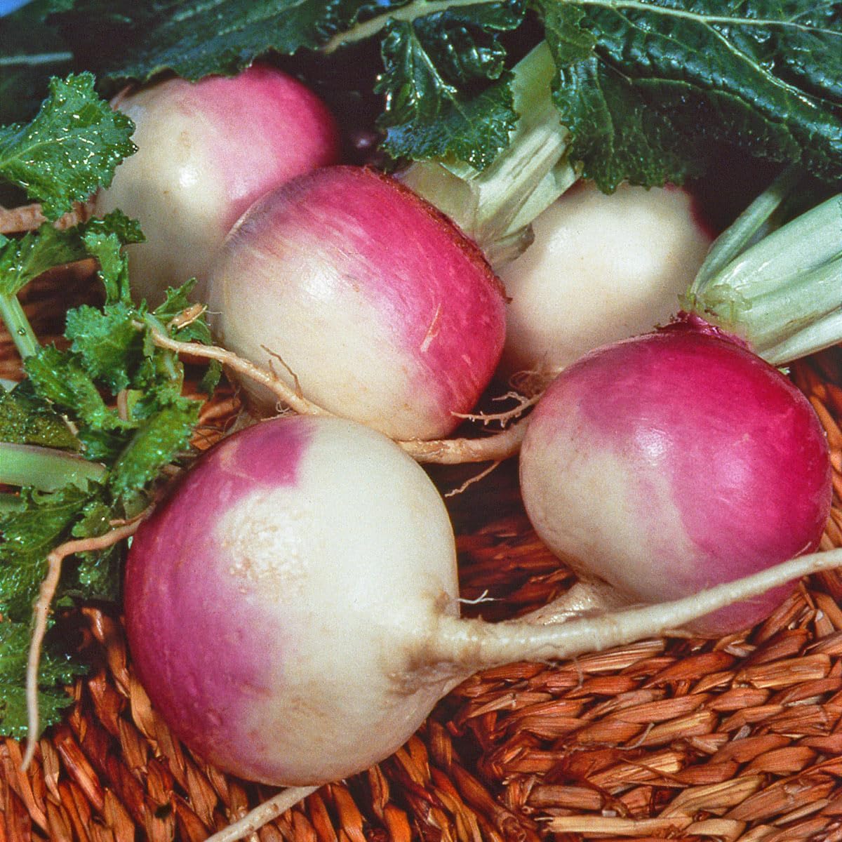 Amazon.com : GURNEY'S - Turnip Purple Top White Globe Vegetable Seeds ...