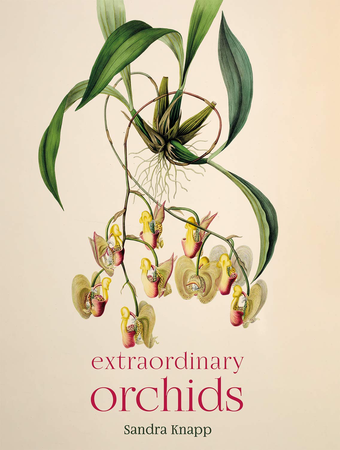 Extraordinary Orchids: Amazon.co.uk: Sandra Knapp: 9780565095147: Books