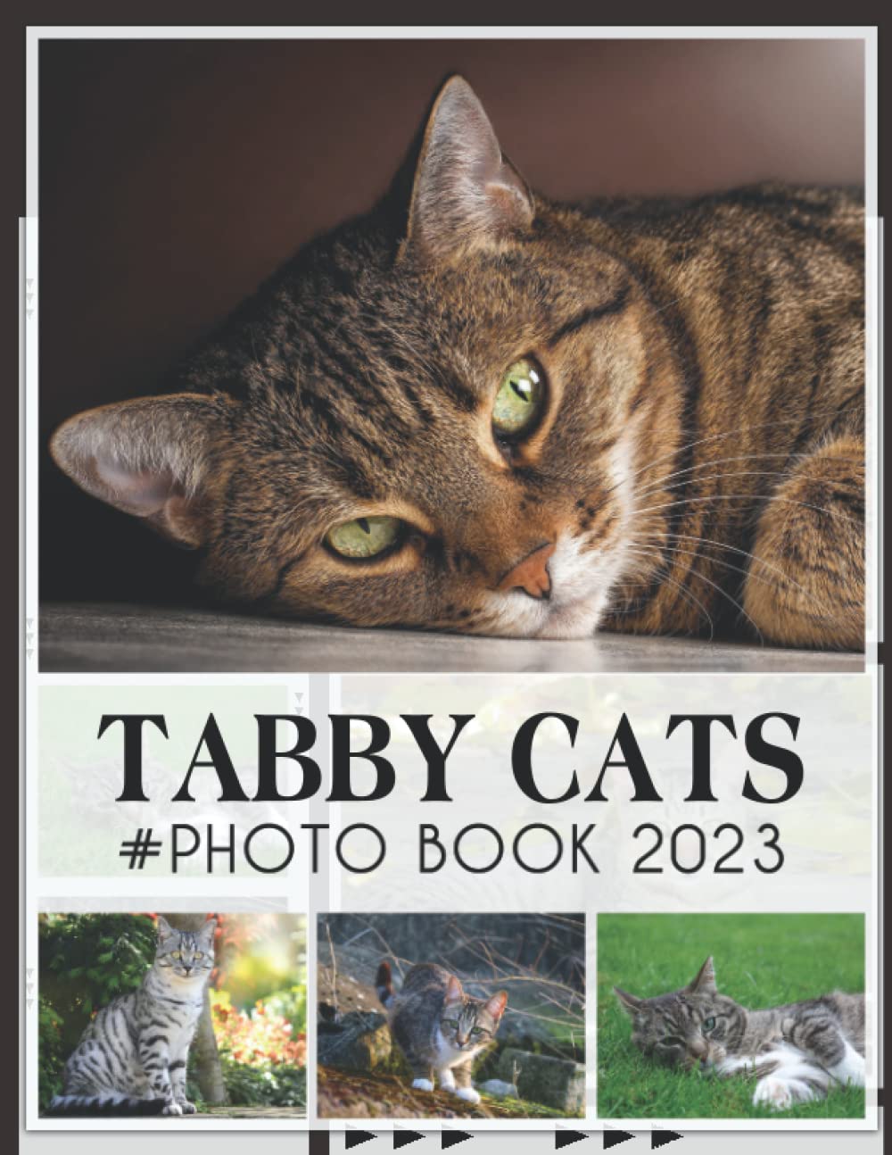 Tabby Cats Photobook Photo Book Of Tabby Cats With 30 | Desertcart BAHRAIN