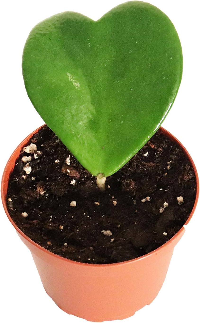 Amazon.com: Two Hoya Kerrii Sweetheart Plant 4'' pot Plant Live Heart ...