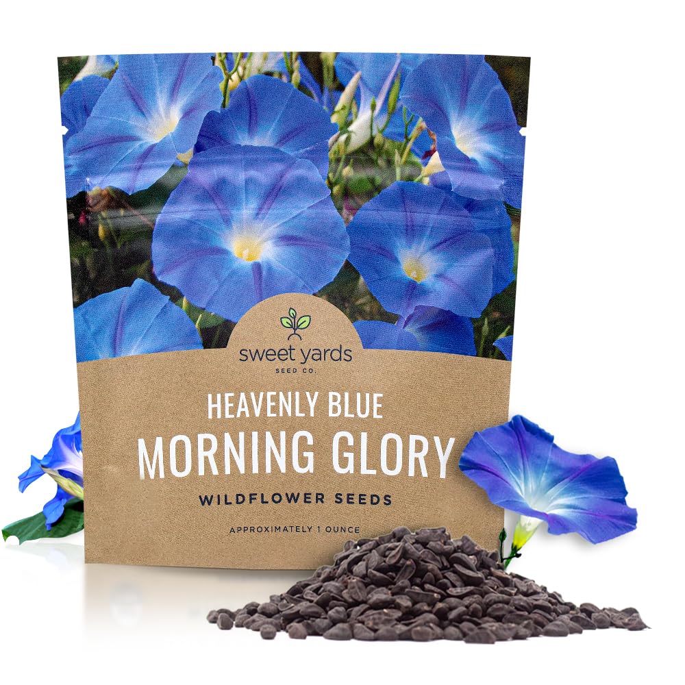 Heavenly Blue Morning Glory Seeds Burpee Morning Glory Heavenly Blue