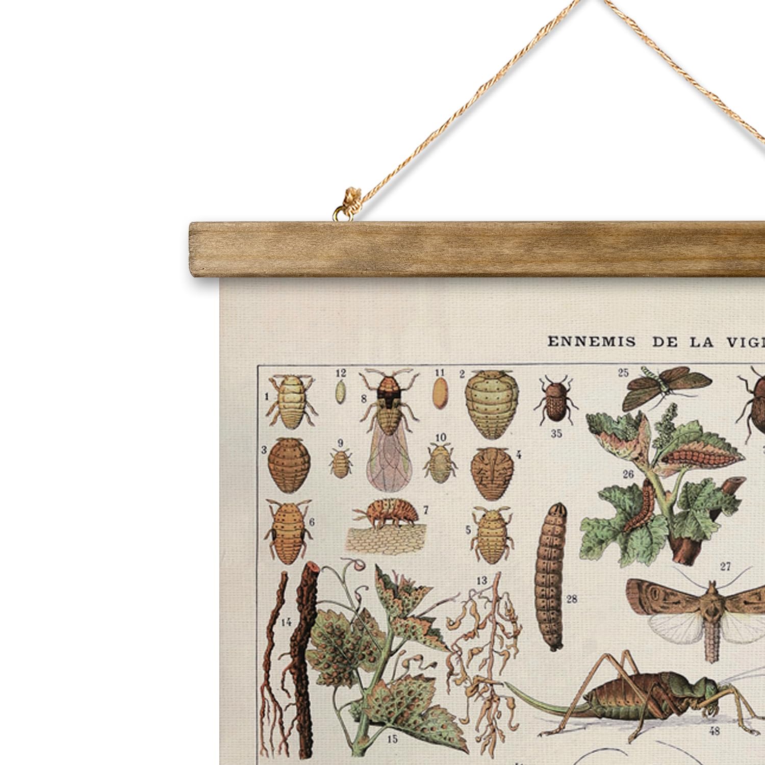 Snapklik.com : XIAOAIKA Vintage Vineyard Pests Identification Chart ...