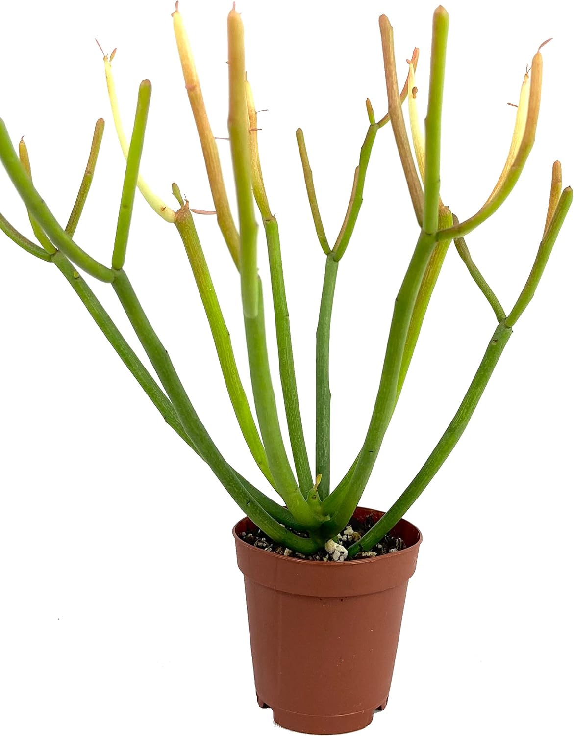 Amazon.com : Firesticks Pencil Cactus - 10 Live Plants in 2 Inch Pots ...