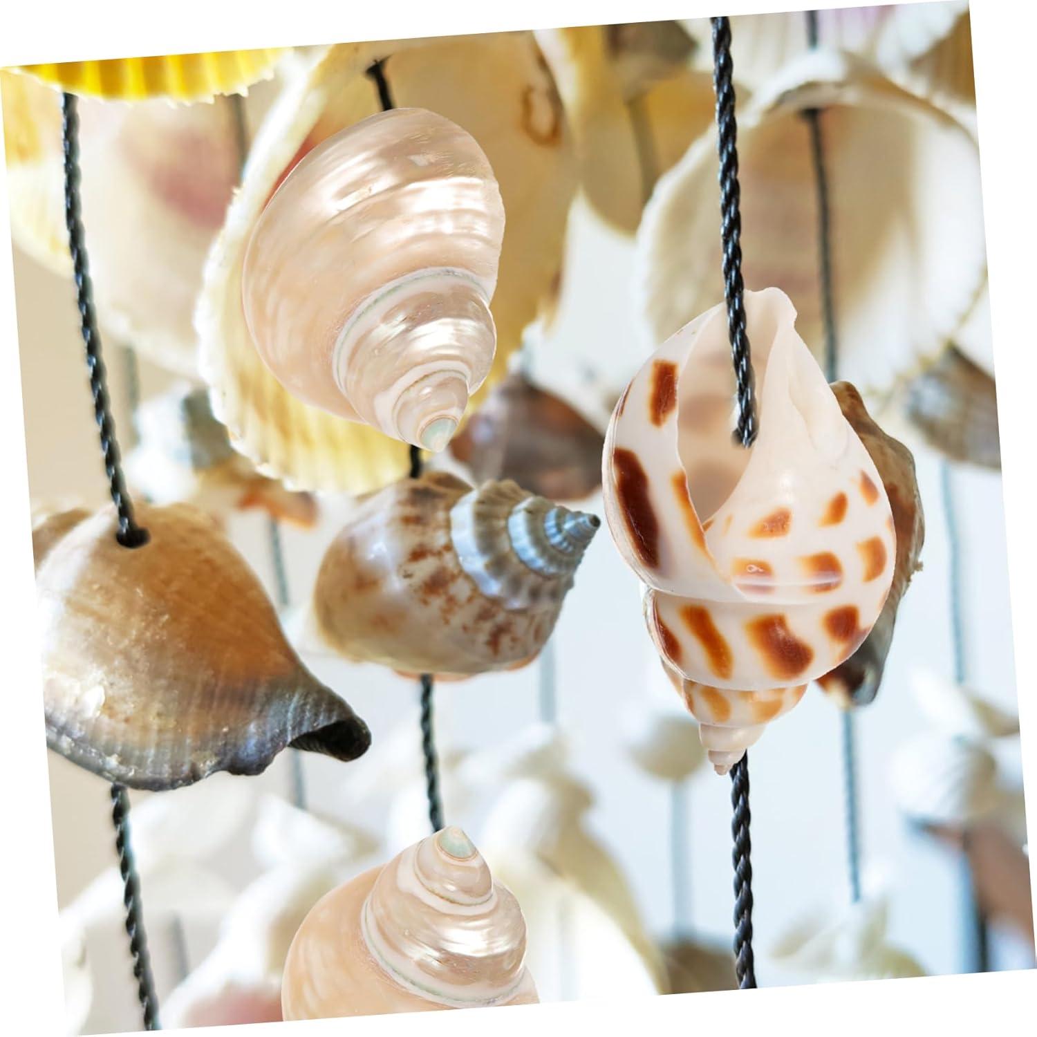 ORFOFE 8pcs Natural Conch Mariposas Decorativas Mermaid Crafts Mini Seashells Beach Seashell ...