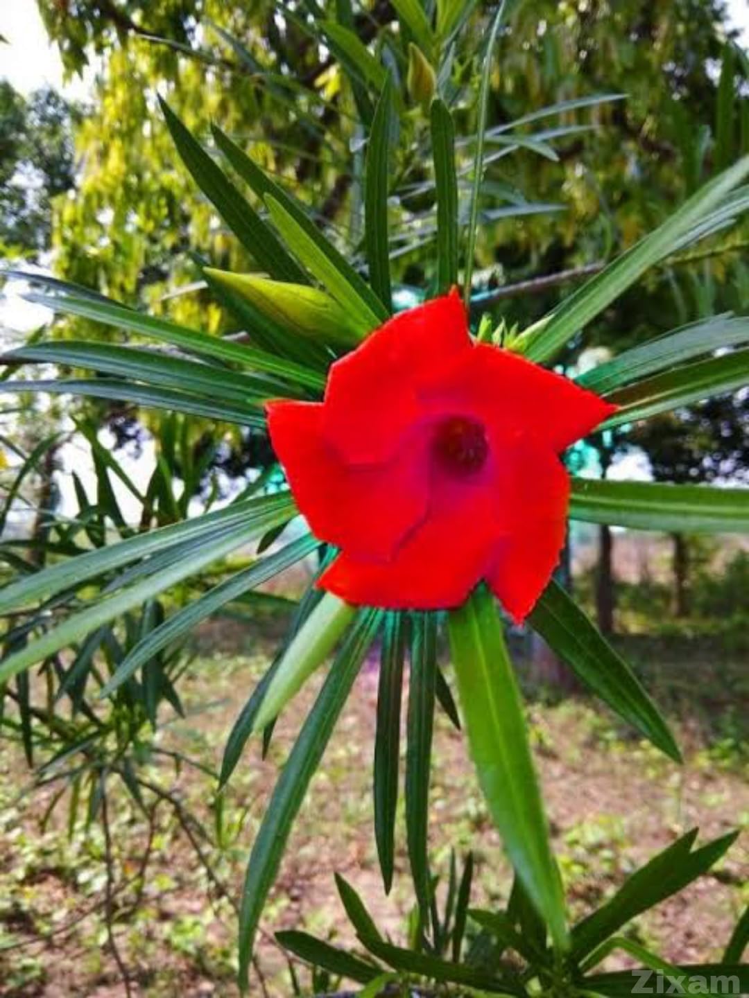 Ourplant Rare Red Kaner Live Plant - Nerium Oleander Live Plant, Live ...