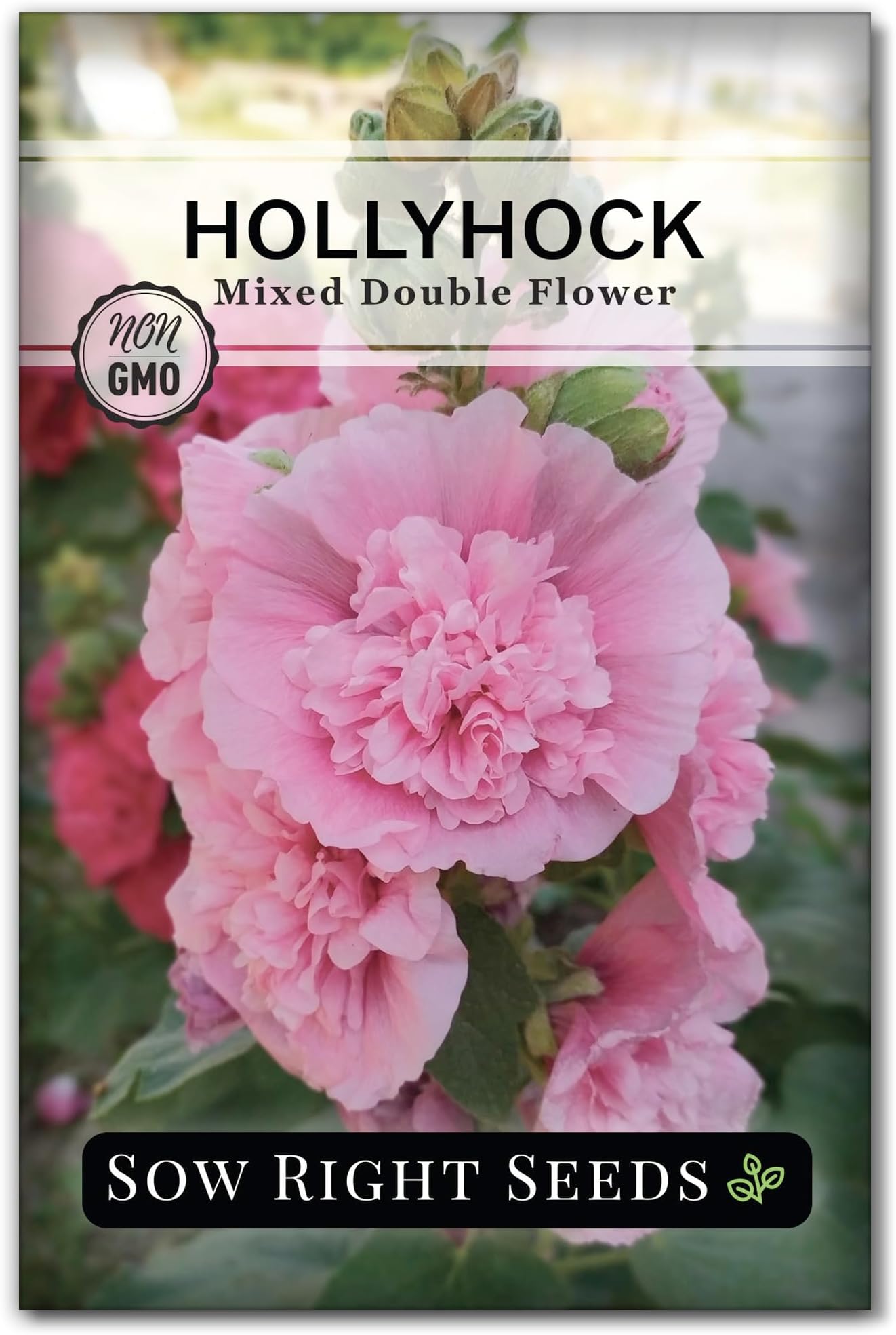 Amazon.com : Hollyhock Seeds - GIANT DANISH MIX - Rare Biennial - 11 ...