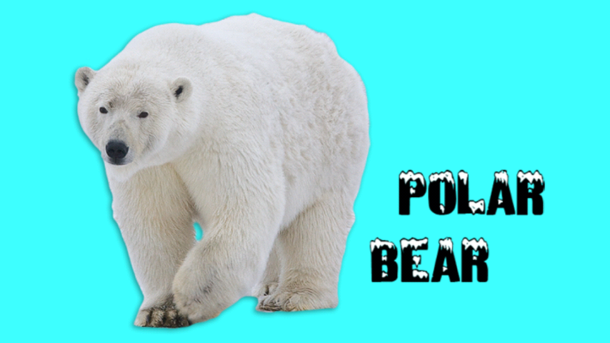 Toddler Animal Sounds - Things that Roar!:Amazon.com:Appstore for Android